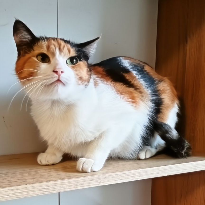 Взрослая кошка в добрые руки