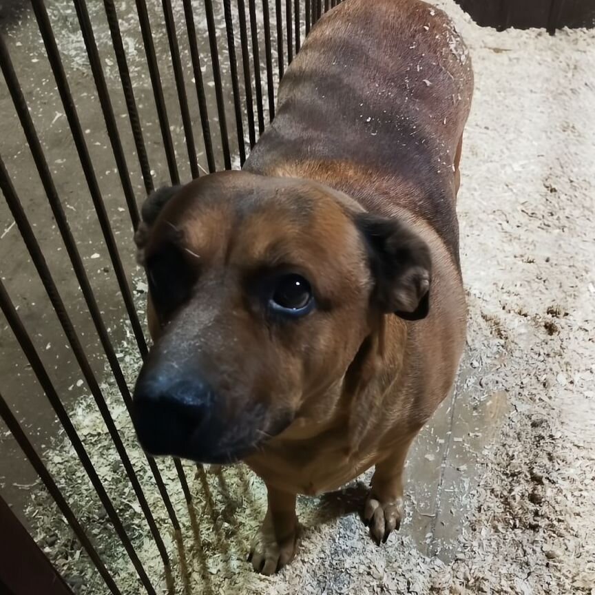 Взрослая собака в добрые руки