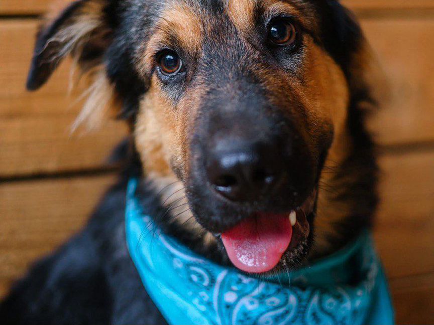 Малышок Лепс ищет дом