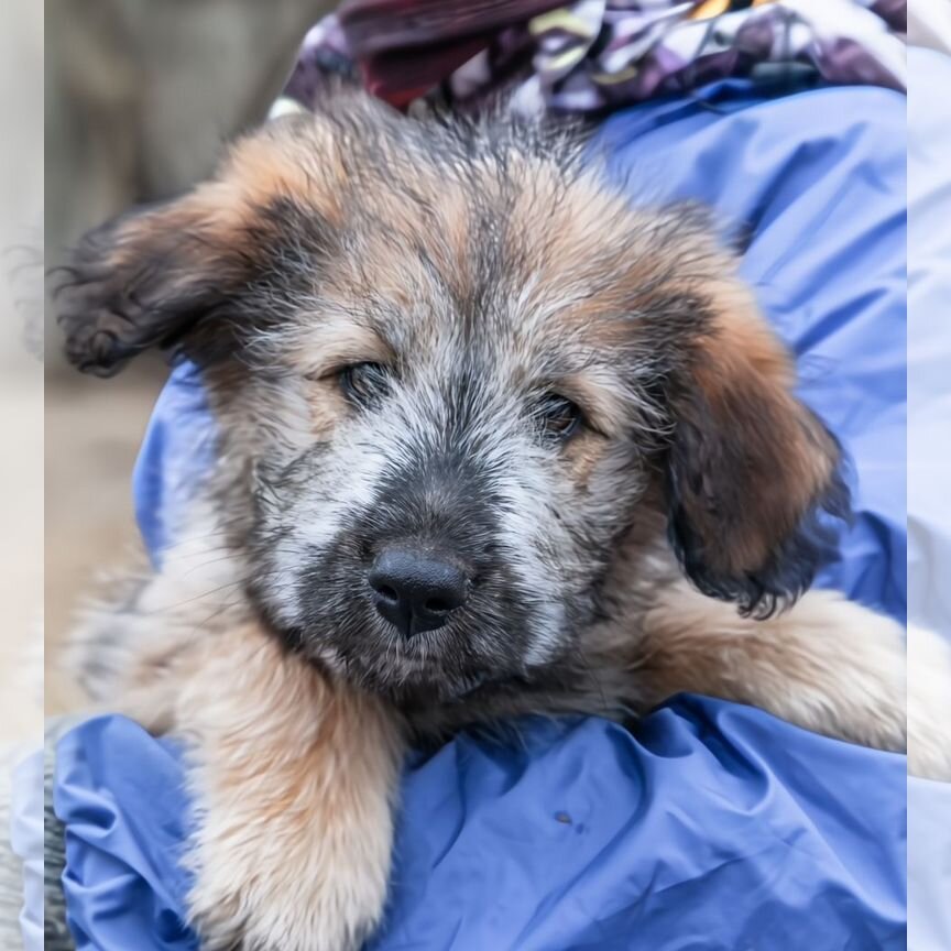 Щенок в добрые руки