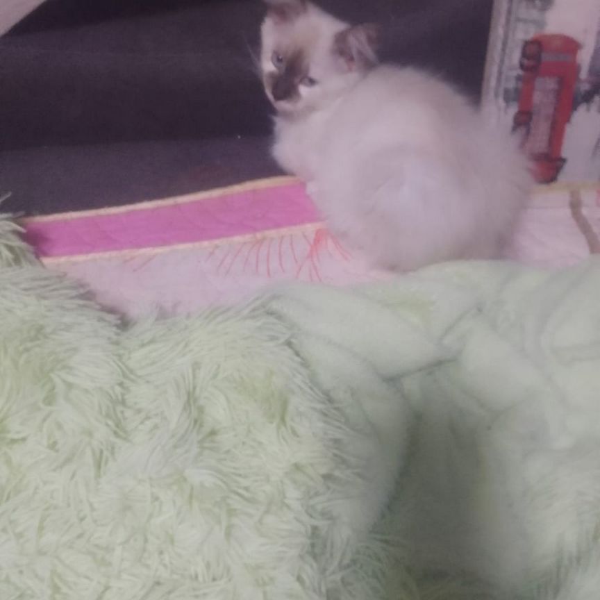 Котенок девочка 2,5 мес