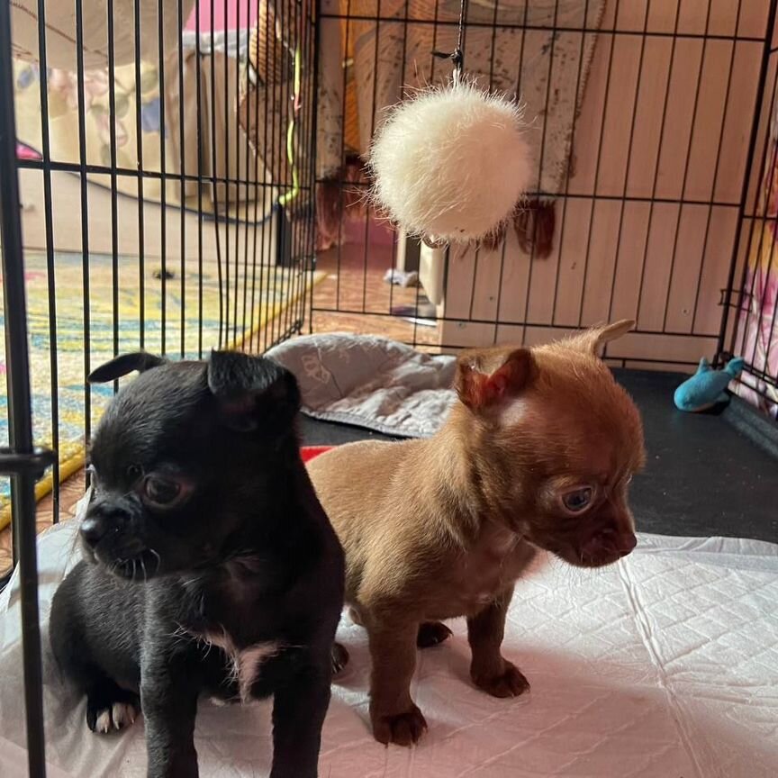 Мальчишки чишки