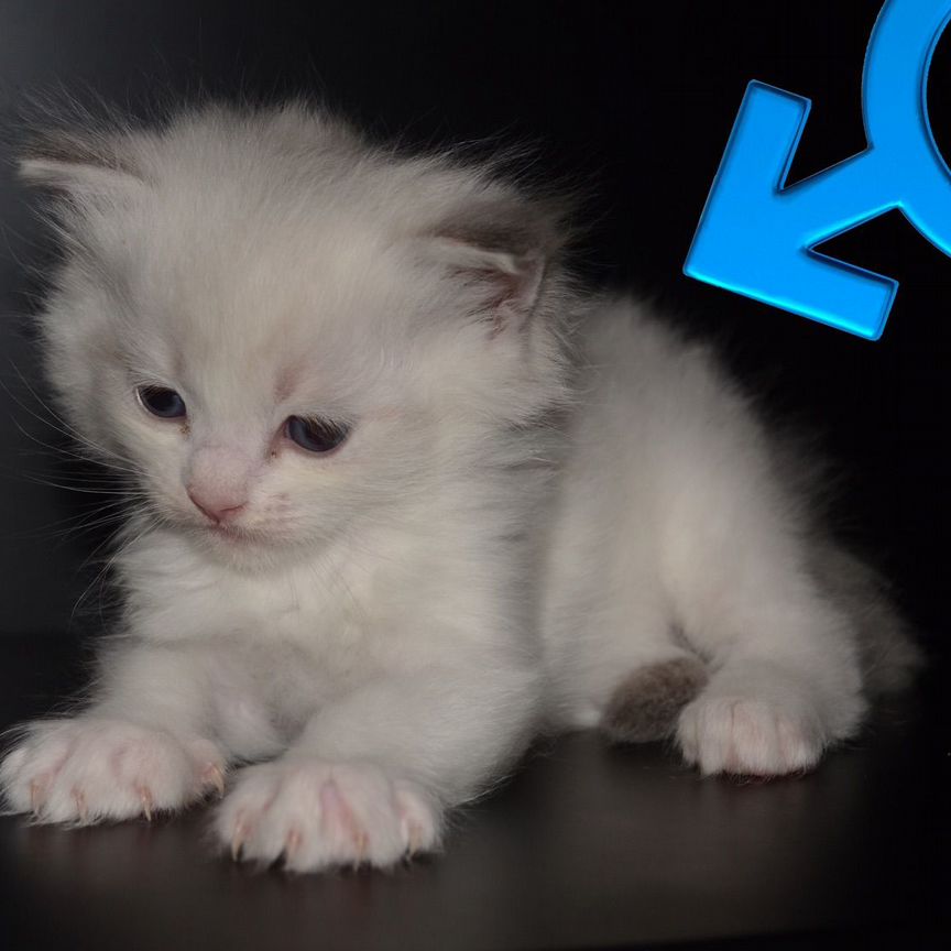 Рэгдолл котёнок