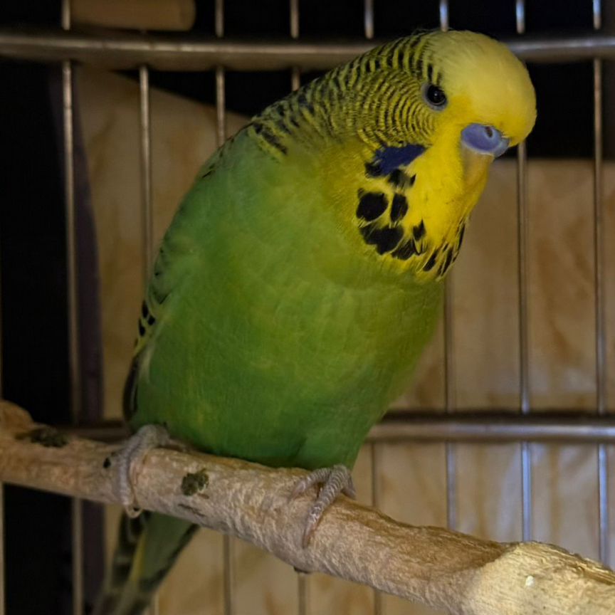 Волнистый попугай ввп Чех