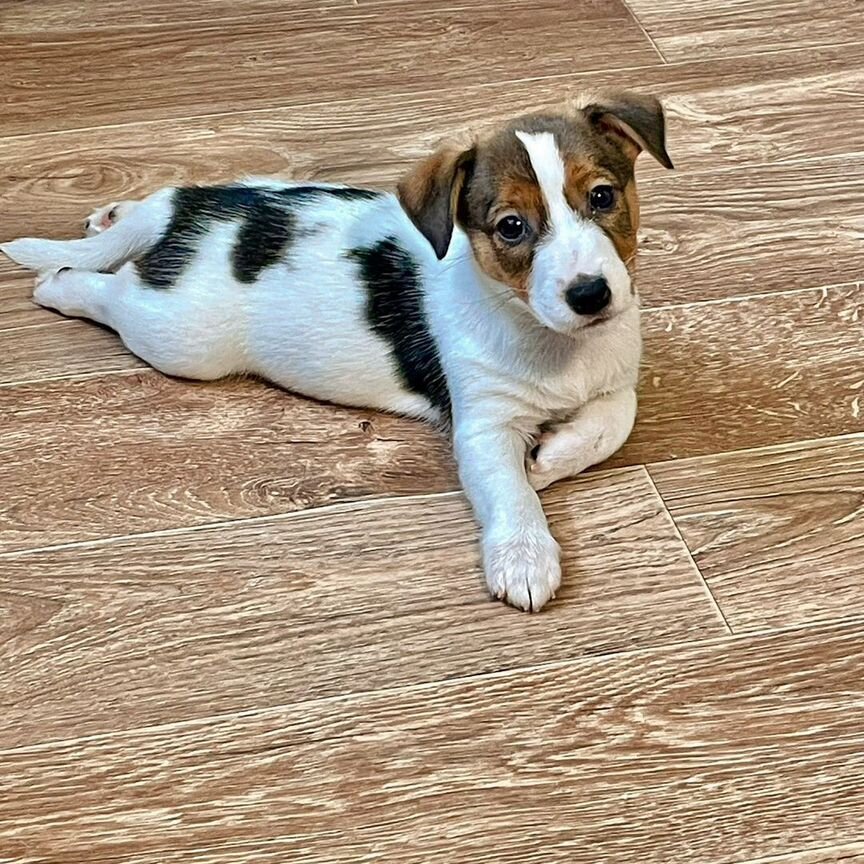 Щенки джек рассел терьер