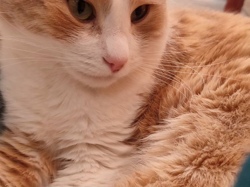 Отдам кота в добрые руки