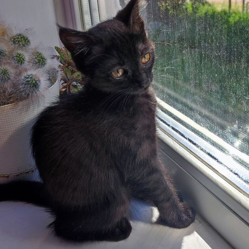 Котёнок в добрые руки