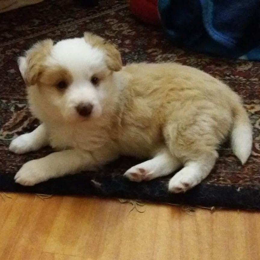 Бордер-колли, щенок