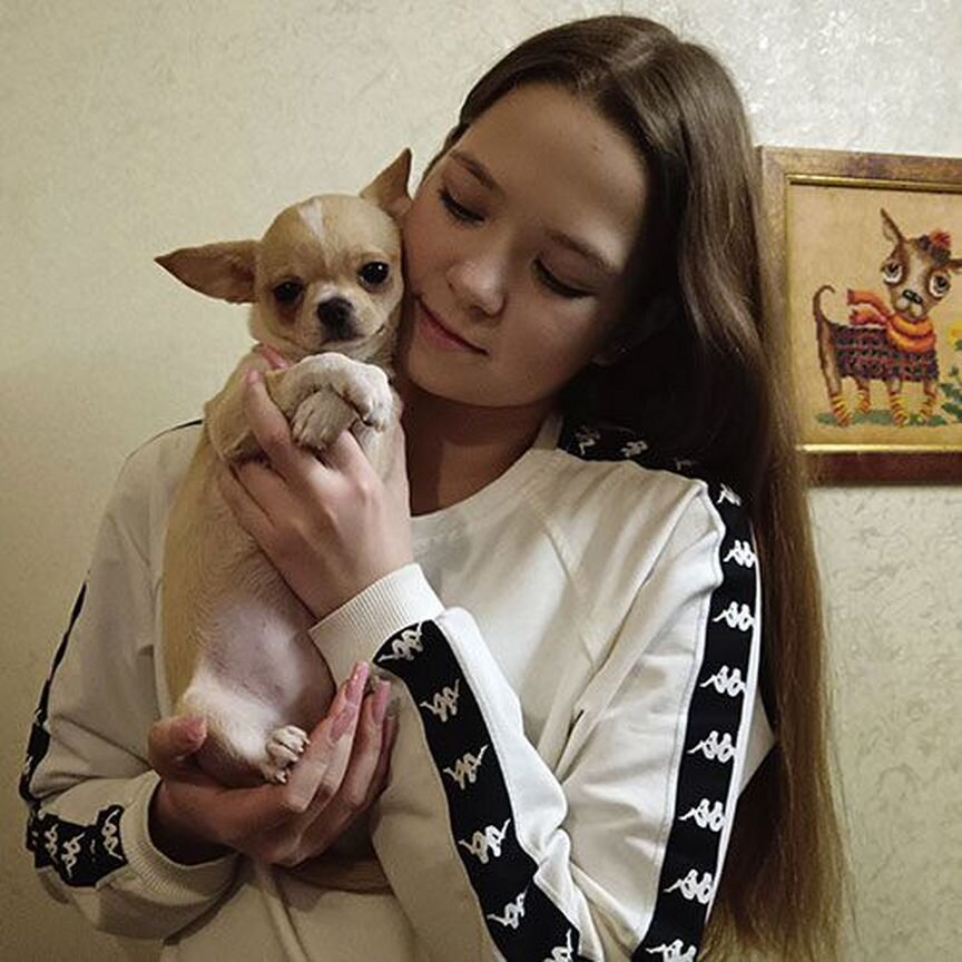Щенки чихуахуа