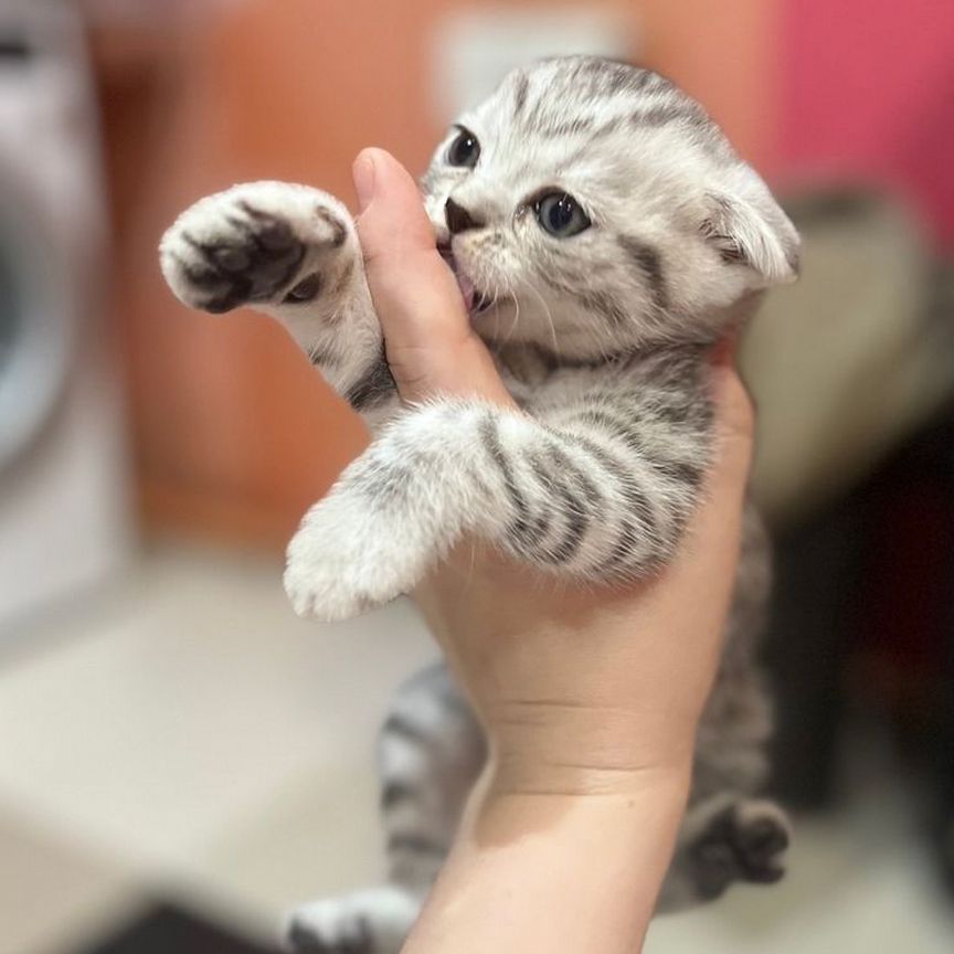 Шотландский вислоухий длинношёрстный котёнок