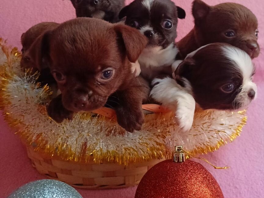 Веселые малышки чихуахуа
