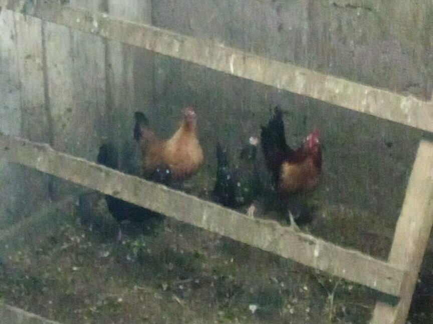 Инкубационное яйцо Бентамки