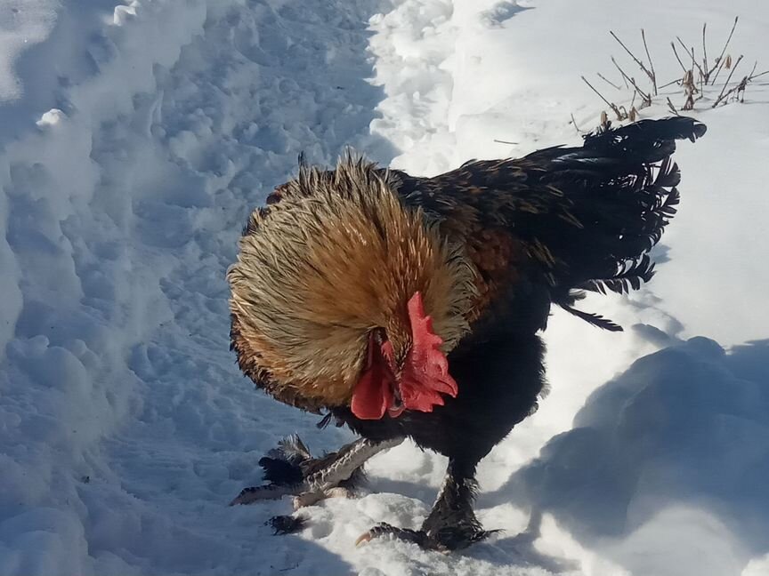 Продам петухов