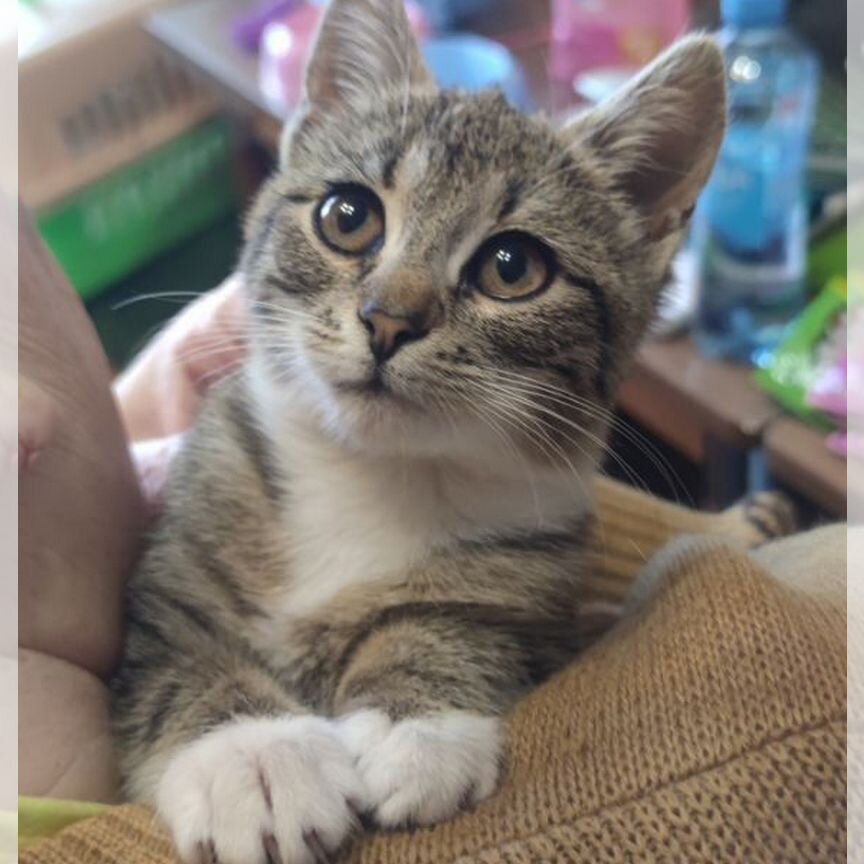 Котёнок в добрые руки