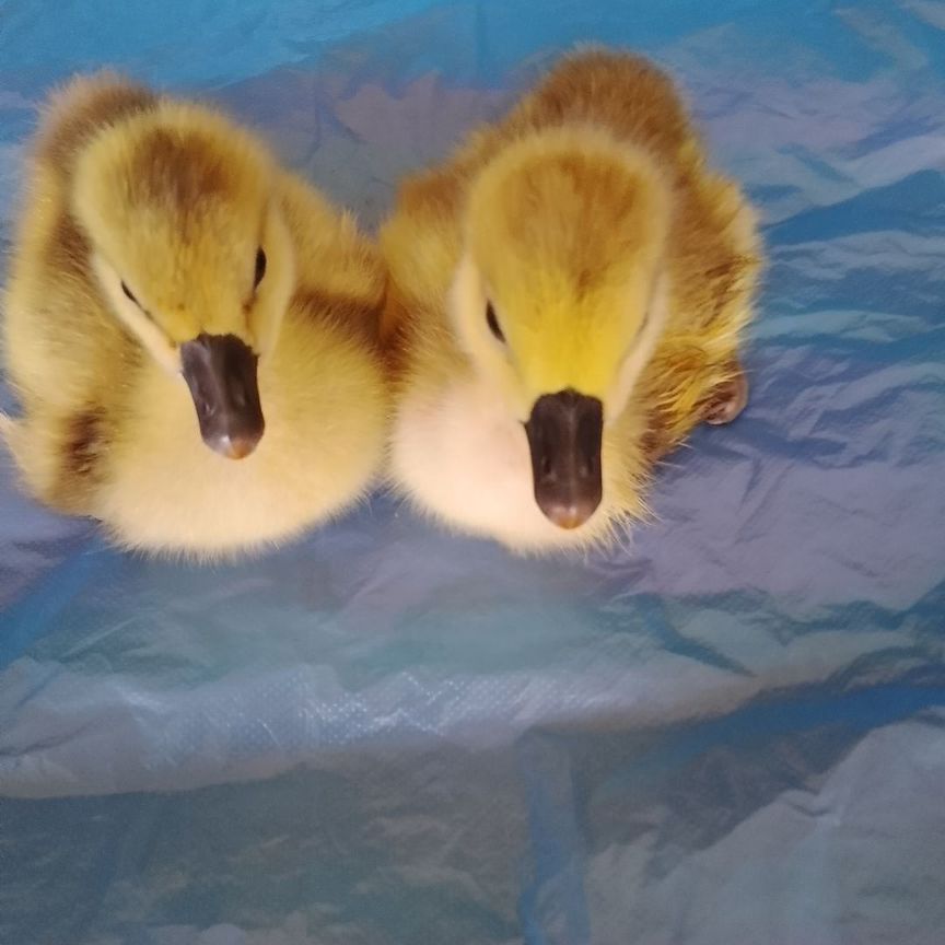 Индоутки и цыплята