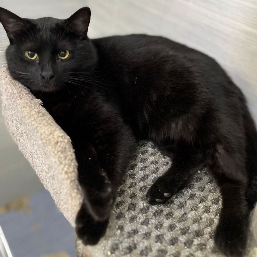 Кот черный мальчик красавчик