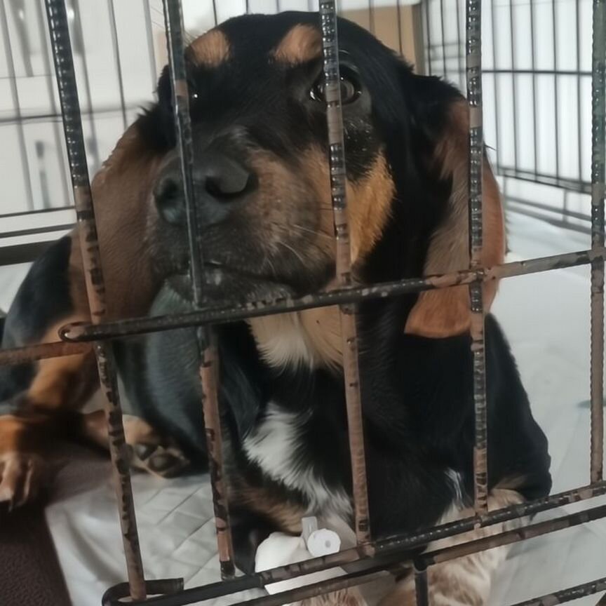 Такса, щенок