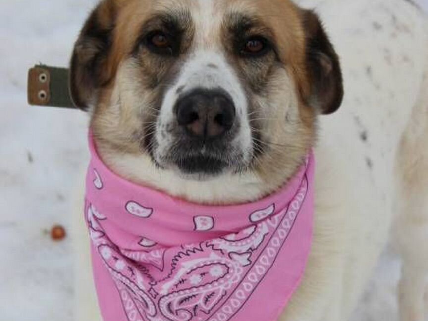 Ласковая Скарлет идет хозяина