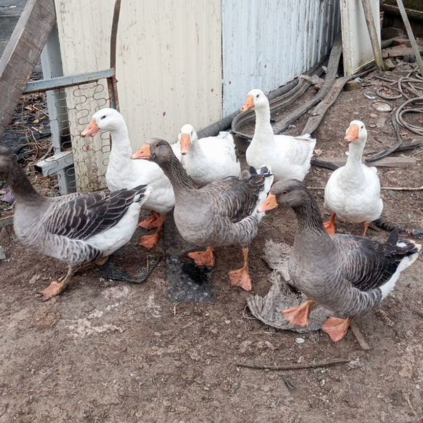 Гуси молодые