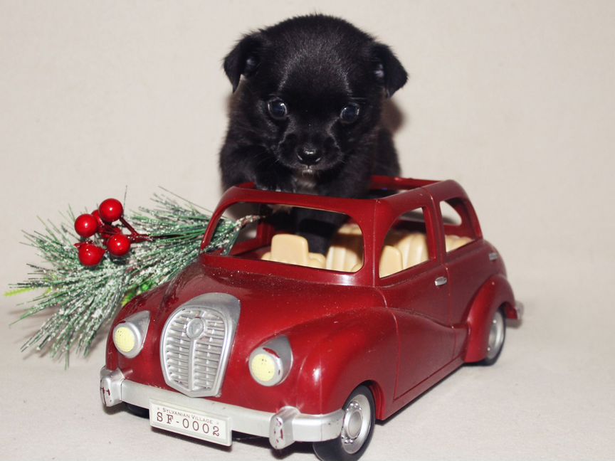 Чихуахуа мини мальчик