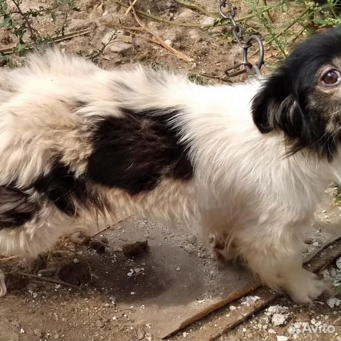 Небольшая собачка Нора в хорошие руки бесплатно