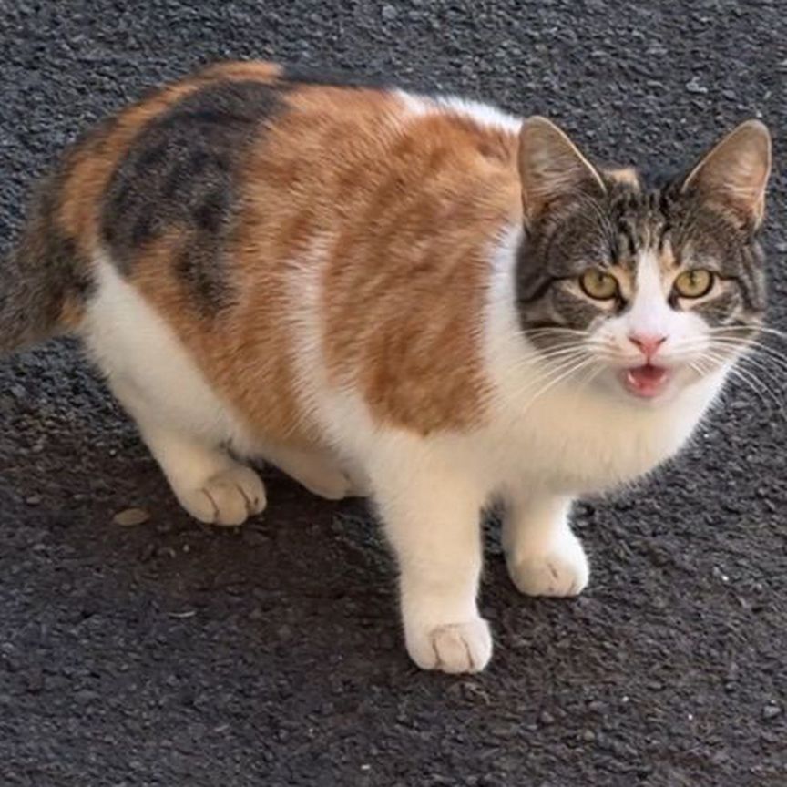 Милый котенок
