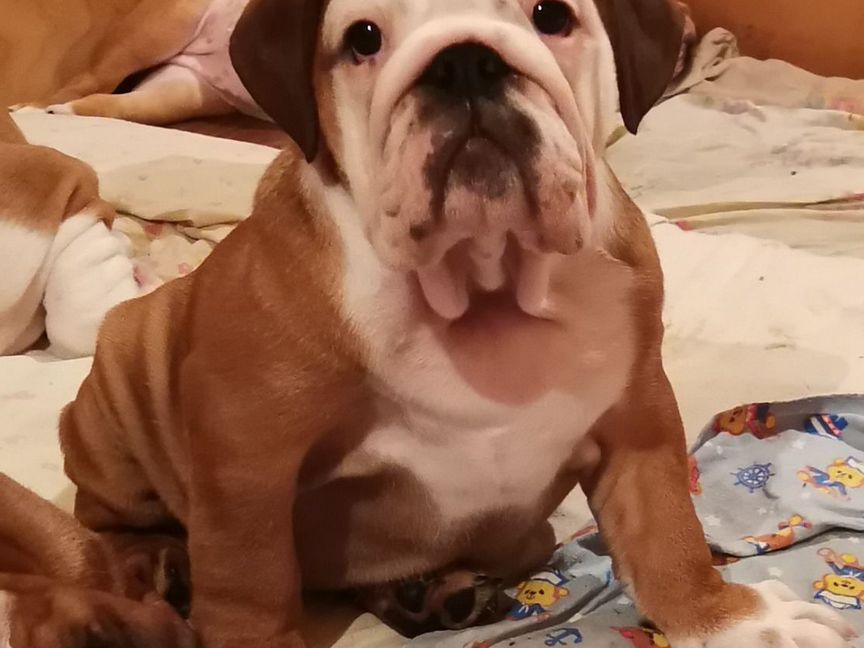 Щенок девочка Английский бульдог