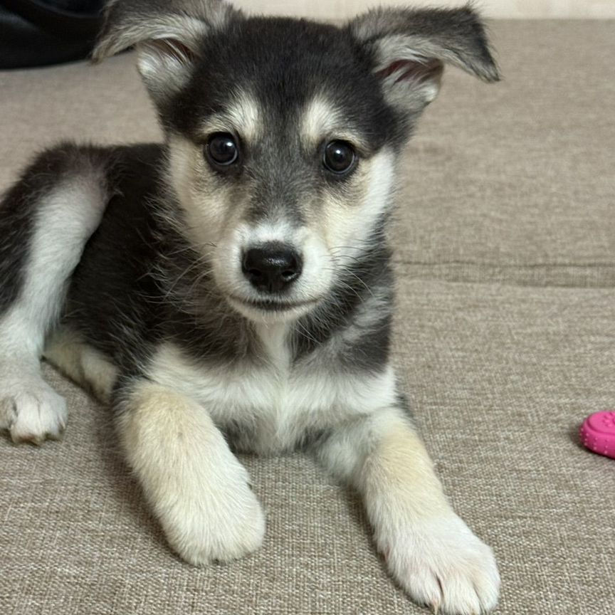 Щенок в добрые руки