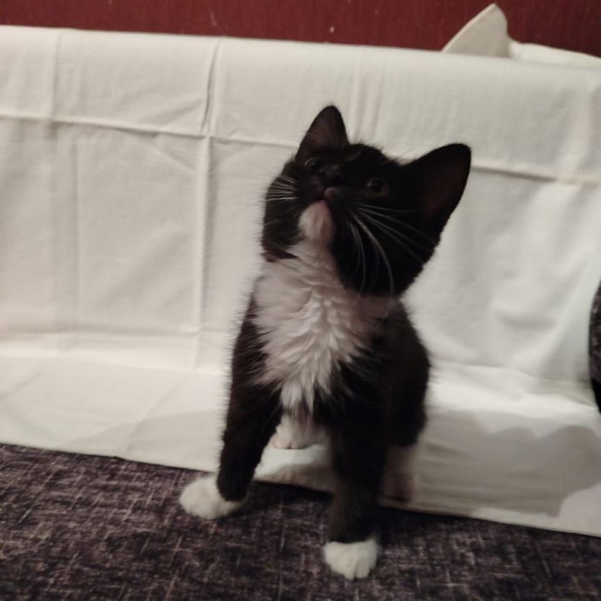 Котенок котик 2мес
