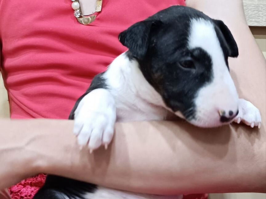 Стандартный бультерьер