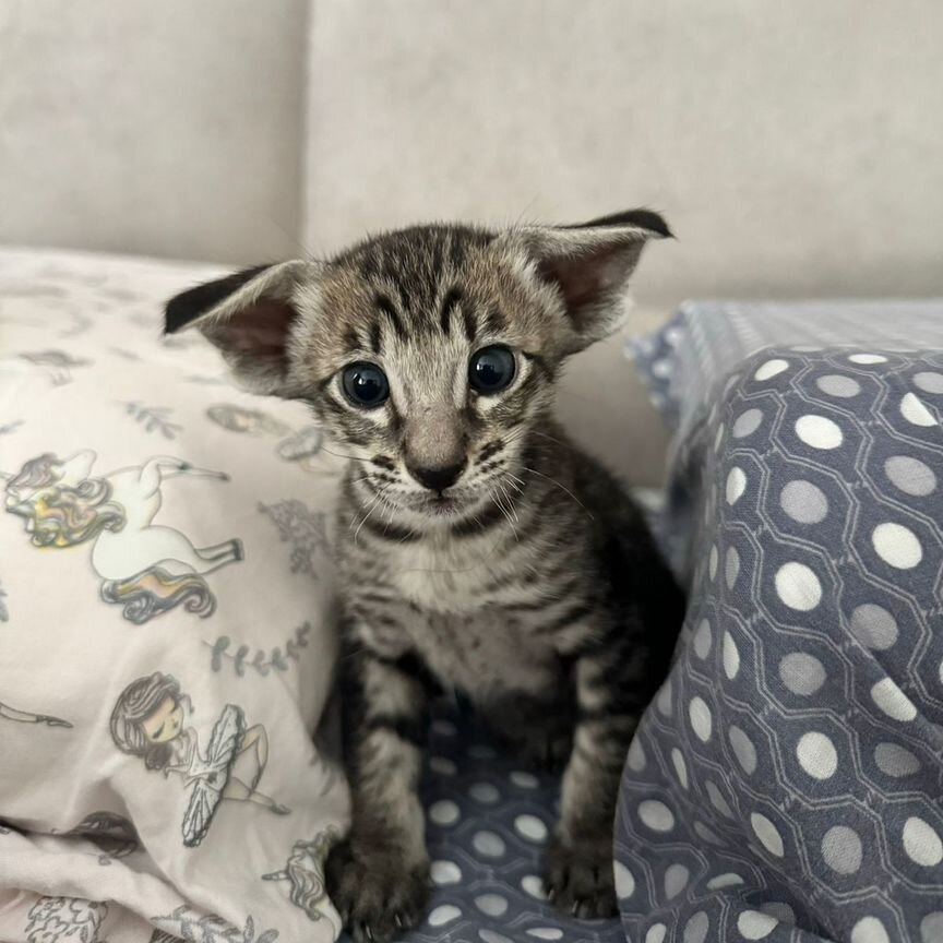 Ориентальный котёнок