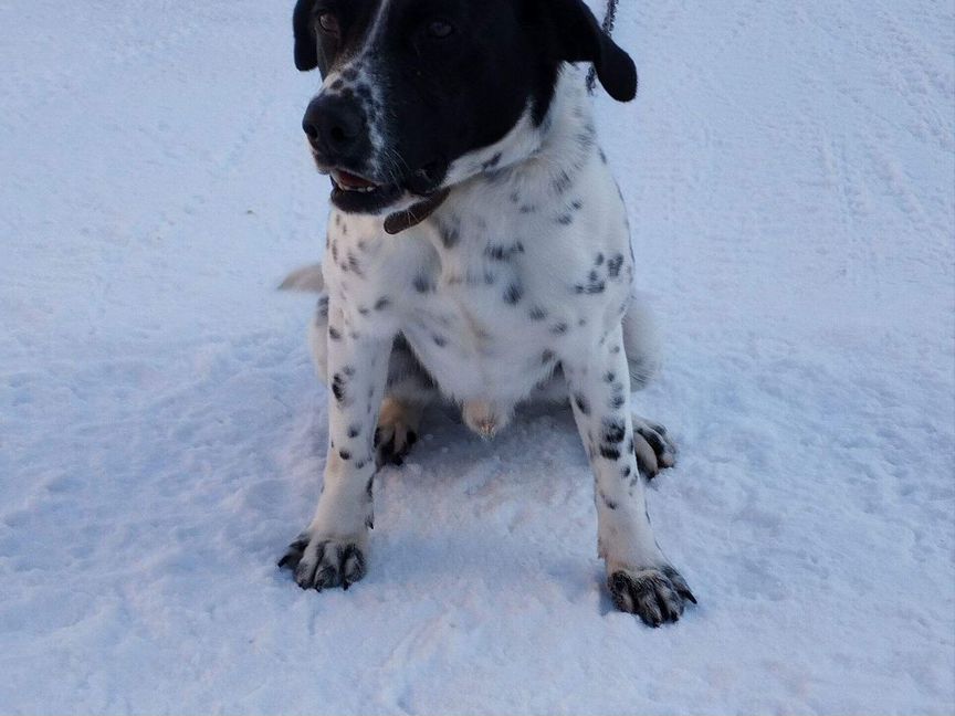 Собаки бесплатно