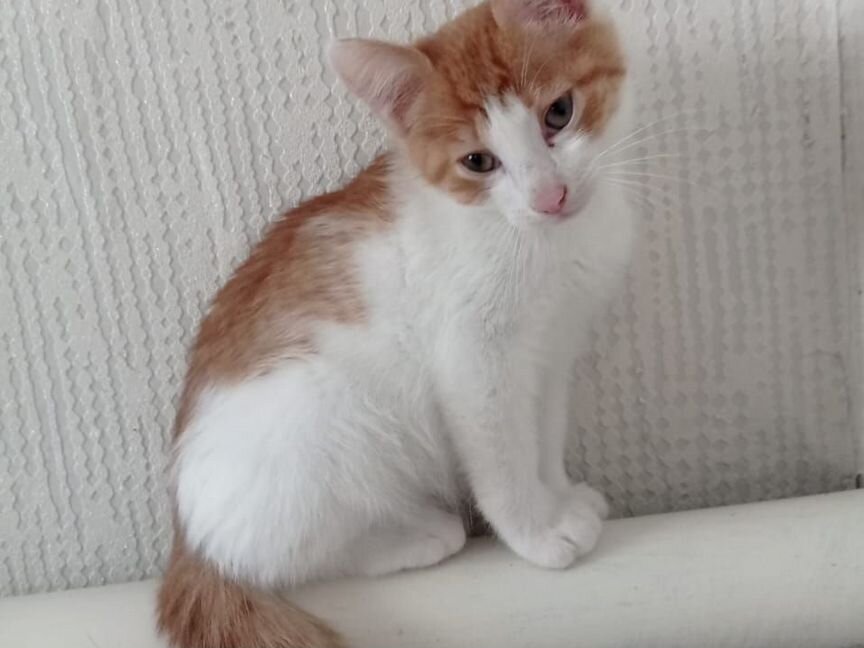 Кошки в добрые руки бесплатно