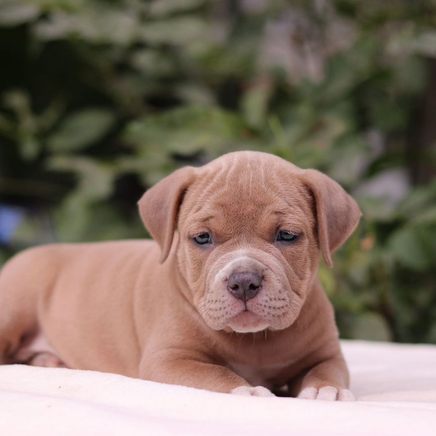 Шикарные детки американский булли