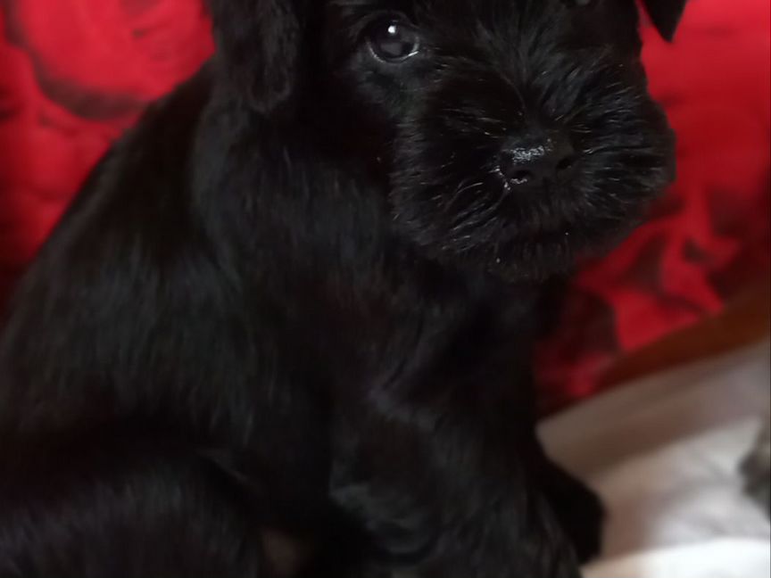Щенки цвергшнауцер