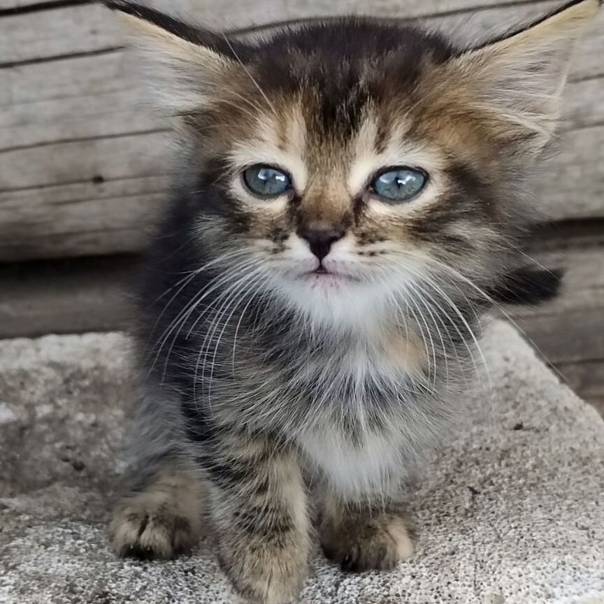 Котята отдам бесплатно