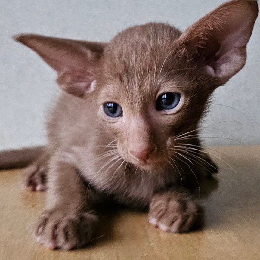 Ориентальный котёнок