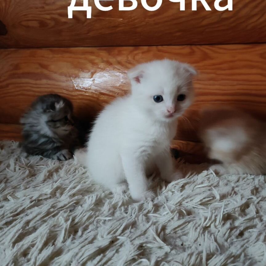 Шотланские вислоухие котята