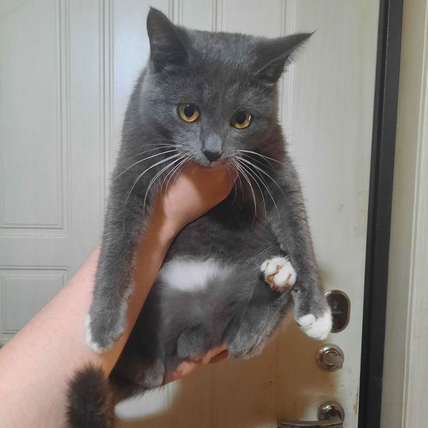 Британский короткошёрстный котёнок