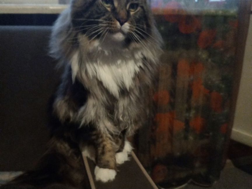 Кот мейн-кун вязка