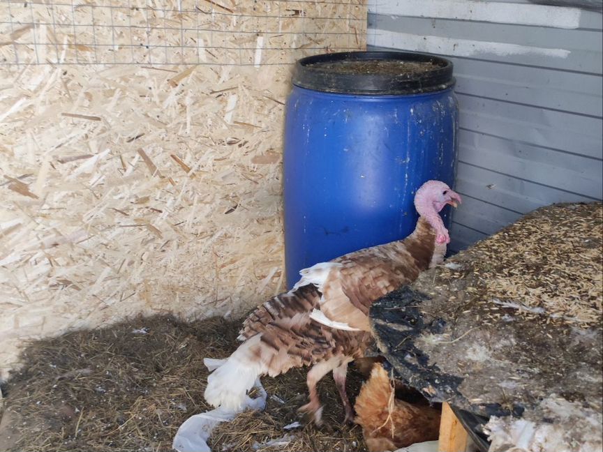 Индюки на племя