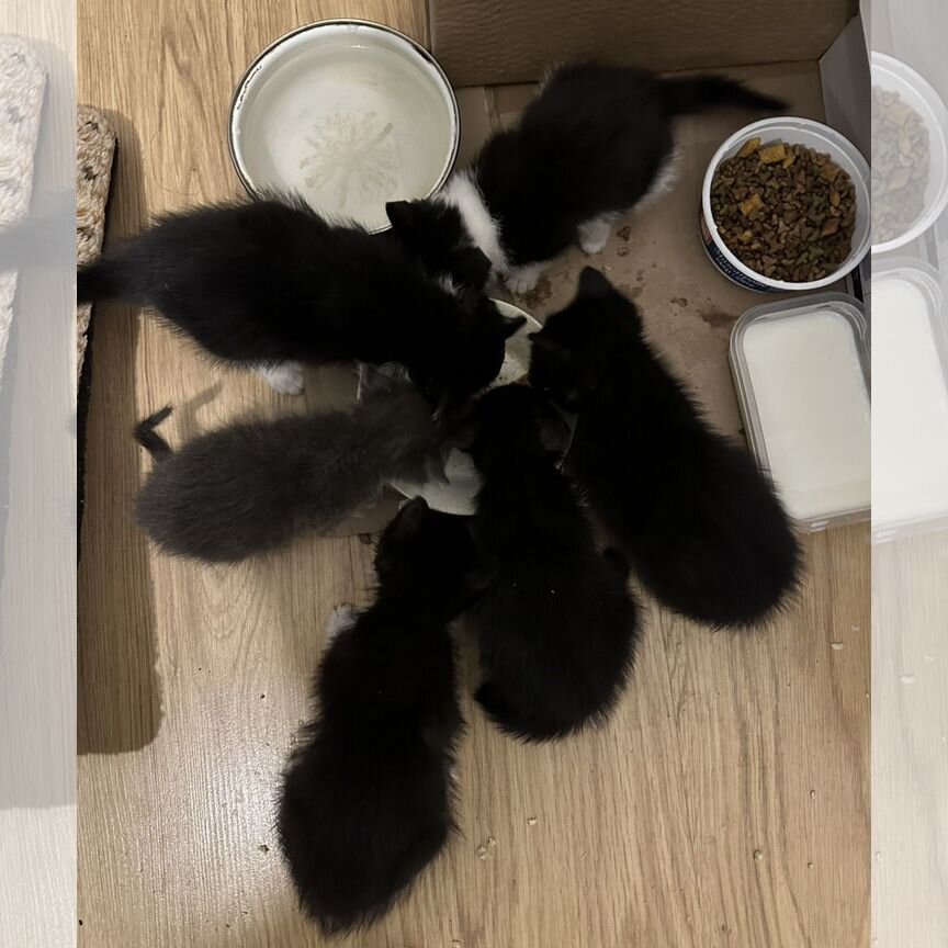 Котята в добрые руки