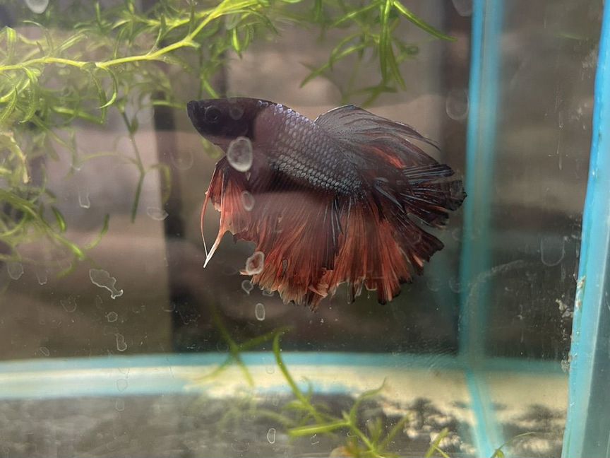 Аквариумные рыбки