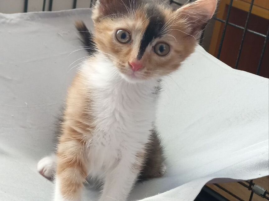 Котята Лили и Лулу