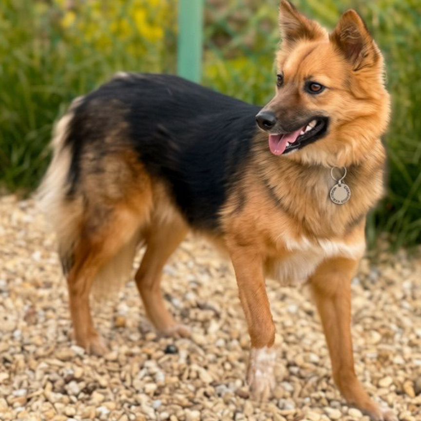 Щенок в добрые руки