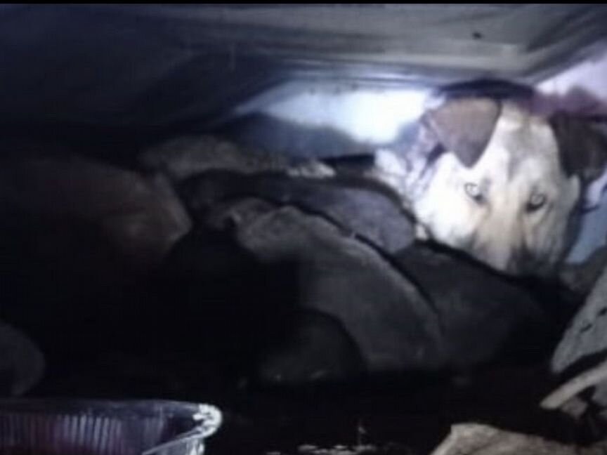 Шенки в беде в добрые руки