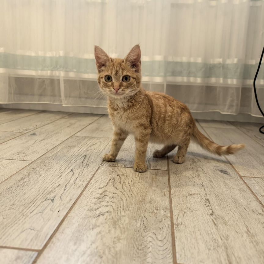 Котенок в добрые руки