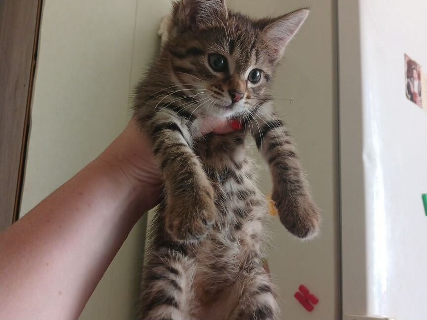 Кошка в добрые руки отдам бесплатно