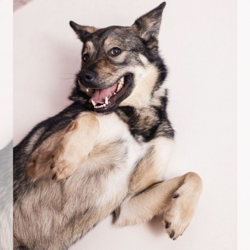 Взрослый пёс в добрые руки