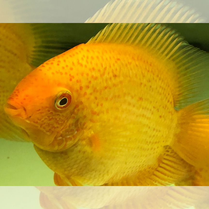 Северум красный жемчуг